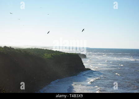 Birds on cliff, Orby Head, PEI National Park, Prince Edward Island PEI ...