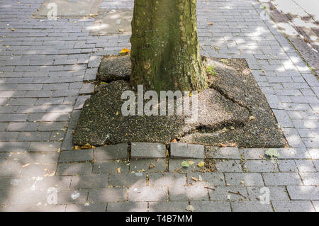 Cracks in the pavement caused by tree roots, UK Stock Photo: 17461270 ...