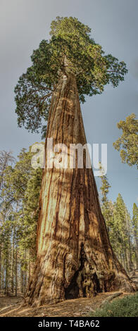 Giant Sequoia tree in California's Calaveras Big Tree Park Stock Photo ...