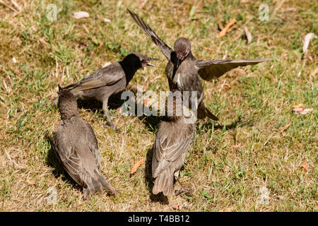 A group of juvenile Starlings (Sturnus vulgaris) recently fledged ...
