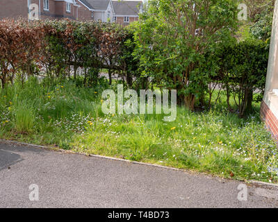 A front garden overgrown with grass, weeds and dandelions Stock Photo ...