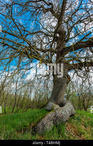 Vertical view of an oak tree silhouette with a beautiful dramatic pink ...