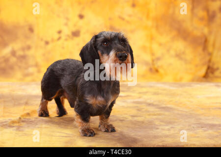 Miniature male wire haired dachshund puppy relaxing, photographed in ...