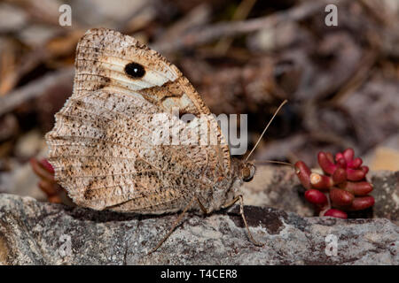 hermit moth, female, (Chazara briseis Stock Photo - Alamy