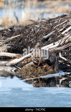 An adult beaver "Castor canadensis", scratching under his chin showing ...