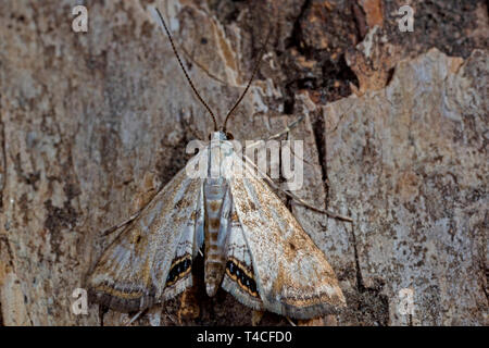 Small china-mark (Cataclysta lemnata) micro moth white form. Small ...
