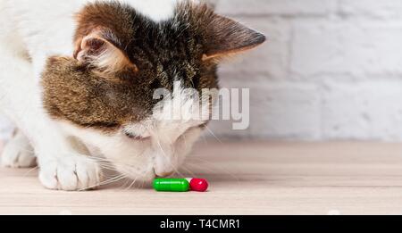 Courius cat sniffs on medicine capsules in a box . Panoramic image with ...