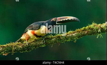collared aracari (Pteroglossus torquatus), sits on a branch by the ...