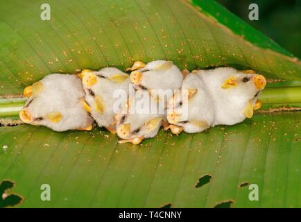 Honduran white bats (Ectophylla alba), also known as Caribbean white ...