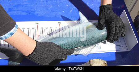 Tagging fish (kahawai) off Kapiti Island New Zealand Stock Photo - Alamy