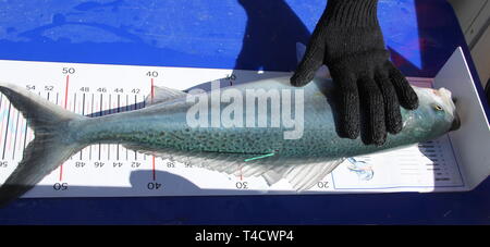 Tagging fish (kahawai) off Kapiti Island New Zealand Stock Photo - Alamy