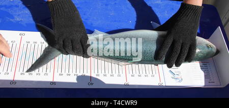 Tagging fish (kahawai) off Kapiti Island New Zealand Stock Photo - Alamy