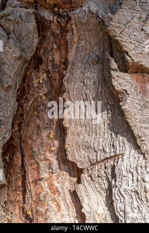 Simple natural pattern of natural tree bark textures in close up Stock ...