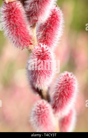 Japanese pink pussy willow salix mount aso close-up Stock Photo - Alamy
