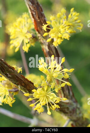 Cornus mas. Early spring blossoms of Cornelian Cherry Stock Photo - Alamy