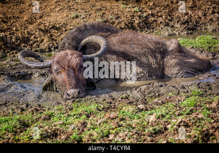 A Water Buffalo wallowing in the mud Stock Photo - Alamy