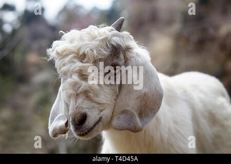 Crispy goats and big drooping ears of the Himalayas, lop-eared goats ...