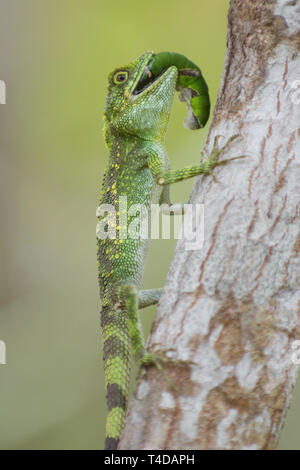 Okinawa Tree Lizard (Diploderma polygonatum) eating a papilionid ...