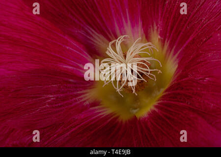 Mallow red flower head closeup isolated on white background Stock Photo ...