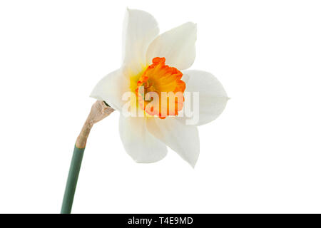 Narcissus spring flower closeup isolated on white background Stock ...