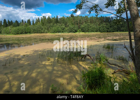 Summer day on Lake Golova, Valdaisky district, Novgorod region, Russia ...