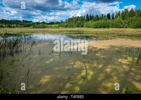Summer day on Lake Golova, Valdaisky district, Novgorod region, Russia ...