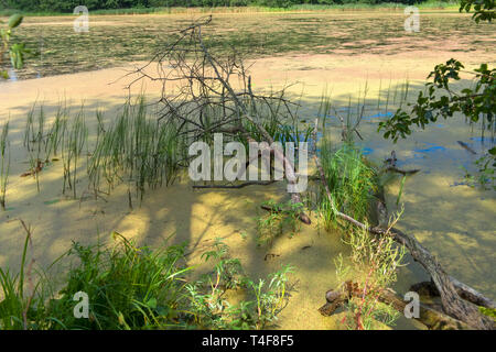 Summer day on Lake Golova, Valdaisky district, Novgorod region, Russia ...