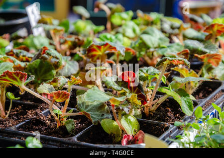 Tray of Begonia Seedlings Stock Photo - Alamy