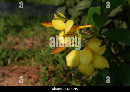beautiful and amazing yellow Allamanda cathartica flower Stock Photo ...