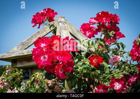 Climbing rose (Rosa Dortmund Stock Photo - Alamy