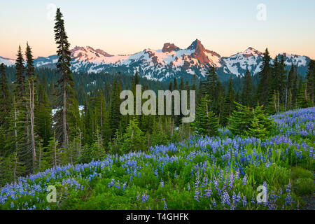 Paradise area at Mount Rainier National Park, Washington State, USA ...