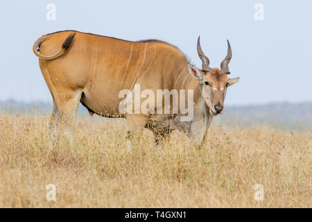 A single Common Eland bull feeding in open grassland, looking up, close ...