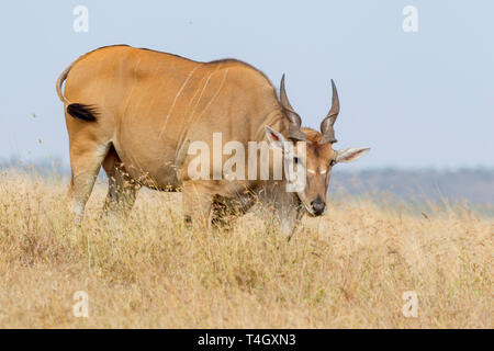 A single Common Eland bull feeding in open grassland, looking up, close ...