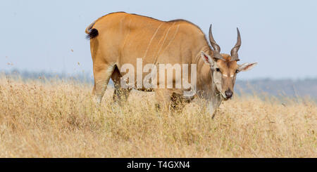 A single Common Eland bull feeding in open grassland, looking up, close ...