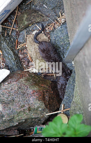 The American mink is a semiaquatic species of mustelid native to North ...