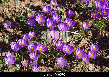 Beautiful spring purple crocus in the garden, Sofia, Bulgaria Stock ...