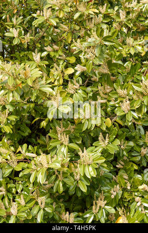 Laurel hedging flowers Stock Photo - Alamy