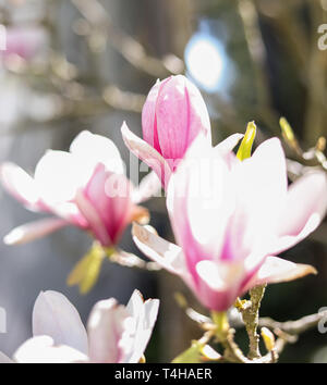 Zen Magnolia tree blossoms branches Magnolia zenii Blossoming Winter ...
