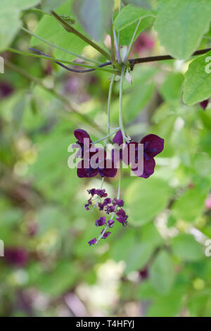 Akebia (chocolate vine), a semi-evergreen climbing shrub from East Asia ...