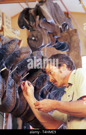 Paleontologist works on dinosaur skeleton in in the Black Hills ...