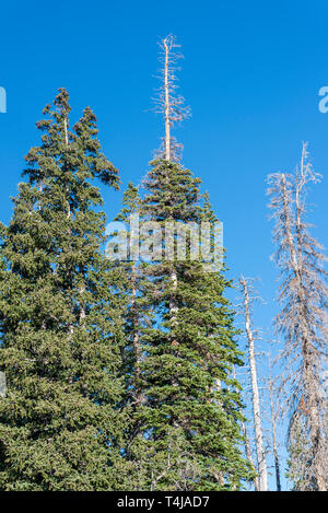 Tall Dying Tree Under Clear Blue Sky Stock Photo - Alamy