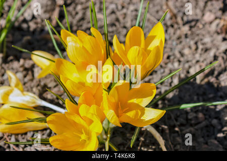 Young sprouts of yellow spring crocus flowers on a bed close-up Stock ...
