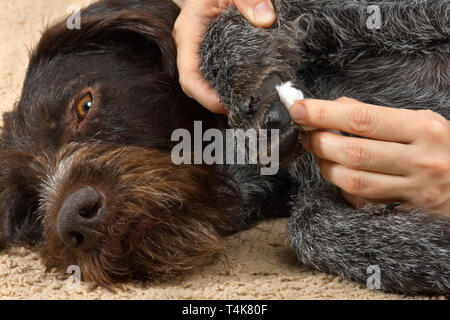 A closeup of a brown dog's paw on a gray blanket. Paw pads Stock Photo ...