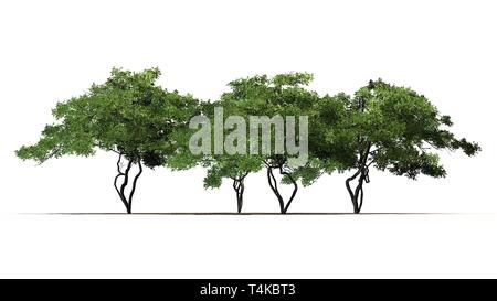 group of trees isolated on a white background, big trees in the forest ...