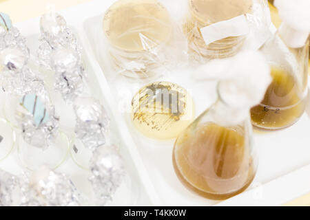 Cell culture samples on LB agar medium in petri dishes and Erlenmeyer ...