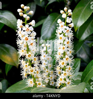 cherry-laurel (Prunus laurocerasus 'Genolia', Prunus laurocerasus ...