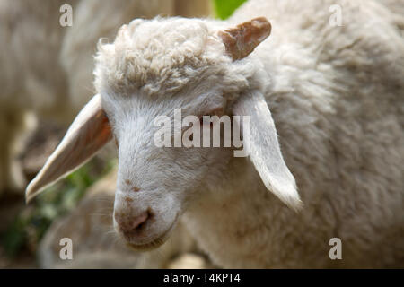 Crispy goats and big drooping ears of the Himalayas, lop-eared goats ...