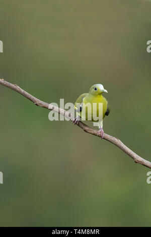 Grey-fronted green pigeon Treron affinis, adult, perched in tree ...