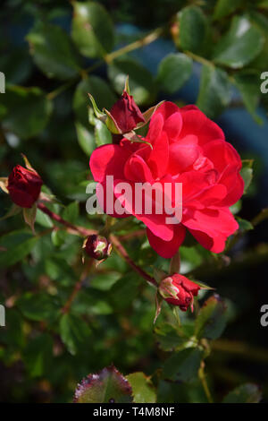 ruby flower carpet rose Stock Photo - Alamy