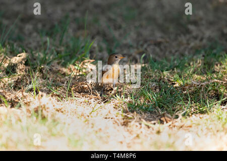 Kashmir flycatcher (Ficedula subrubra) Nilgiri mountains UNESCO ...
